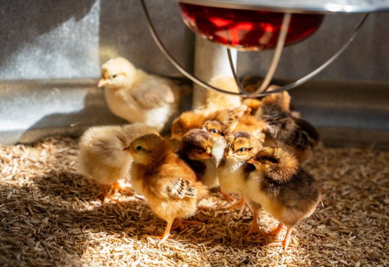 NPIP Certification: Why it Matters When Buying Chicks - Backyard Poultry